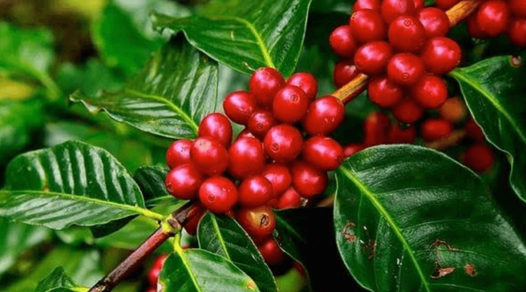 JKCC Ranked Uganda’s 11th Coffee Exporter - Just Know Your Coffee Cup